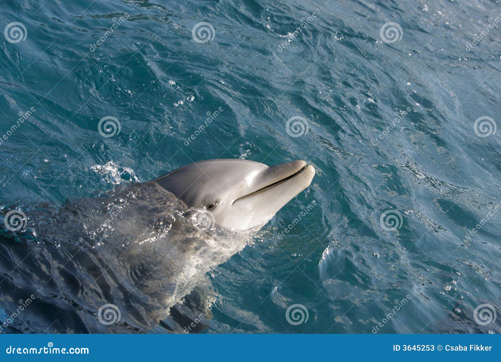 Friendly dolphin stock image. Image of curiosity, surface - 3645253