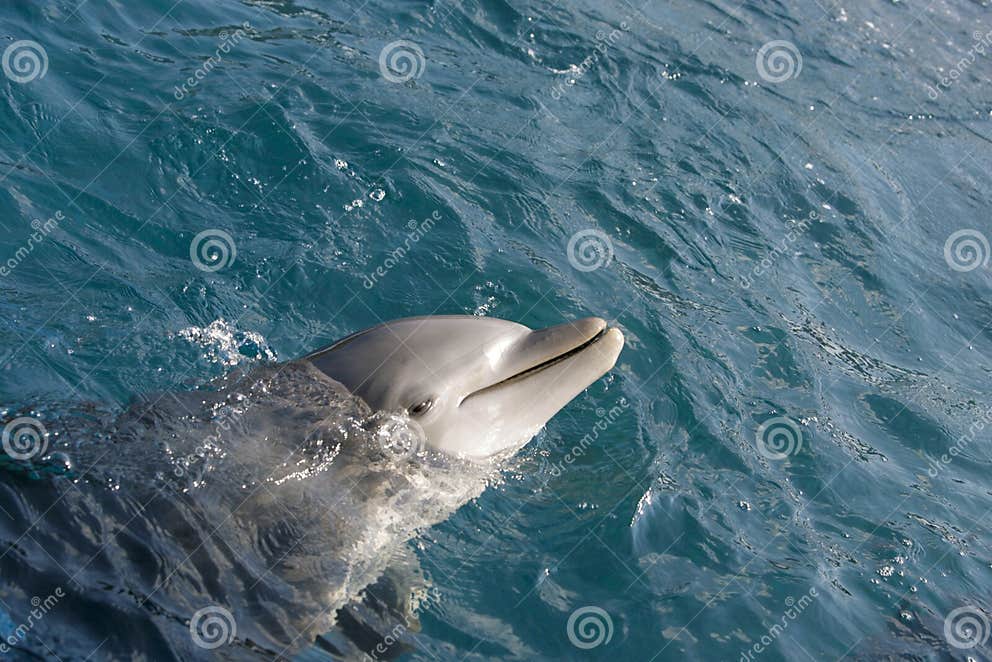 Friendly dolphin stock image. Image of curiosity, surface - 3645253