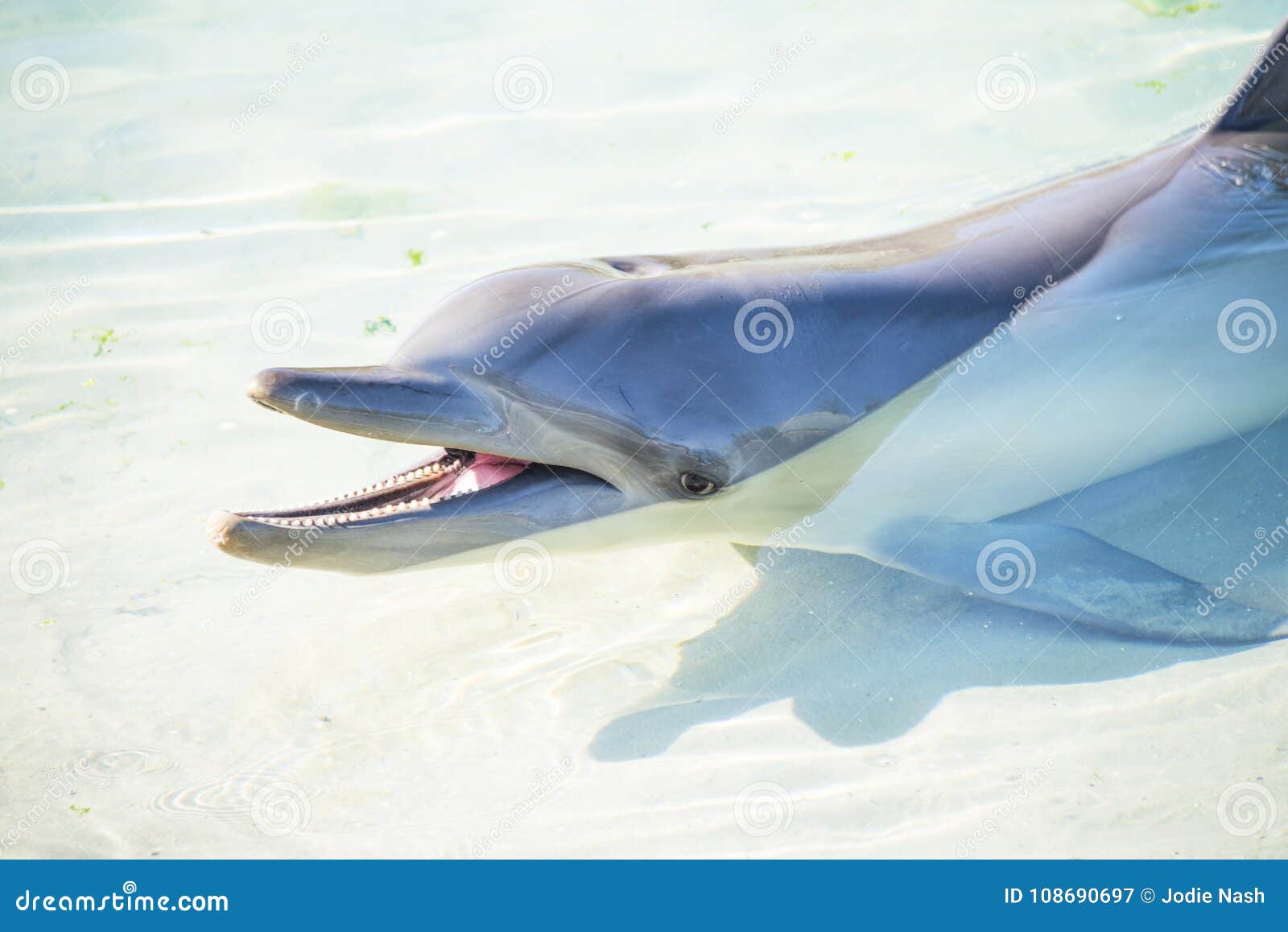 Friendly Dolphin Interacting with People Stock Image - Image of ...