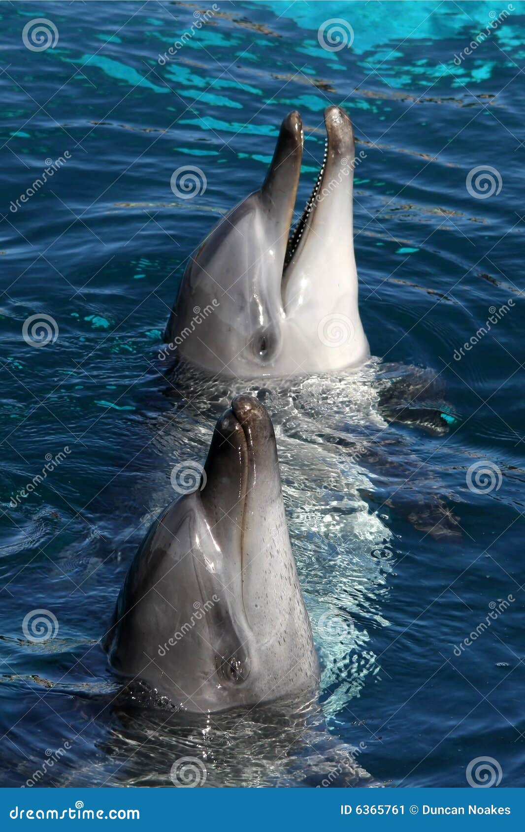 Friendly Dolphins stock image. Image of underwater, dolphin - 6365761