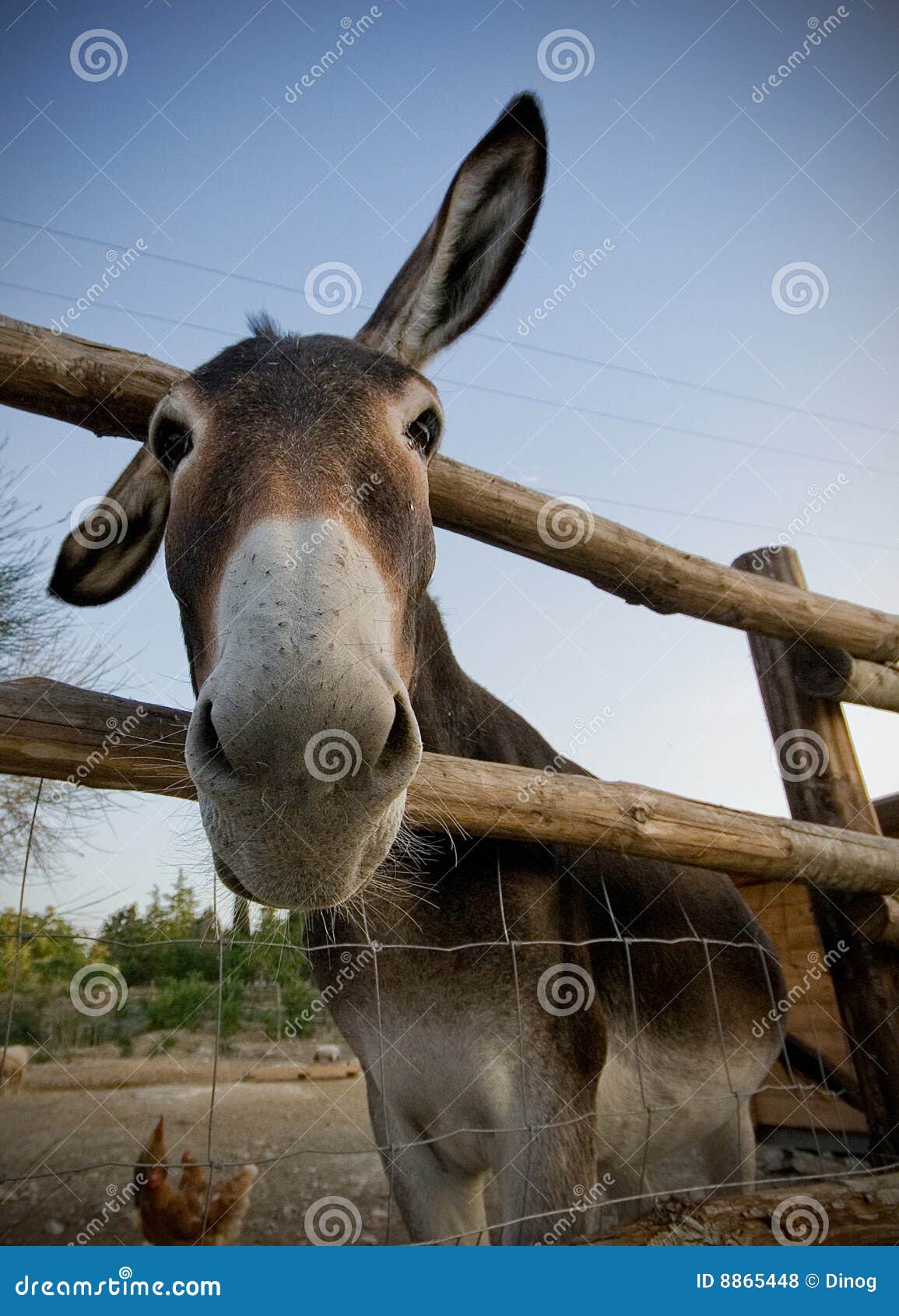 Friendly Donkey stock photo. Image of pets, donkey, animals - 8865448