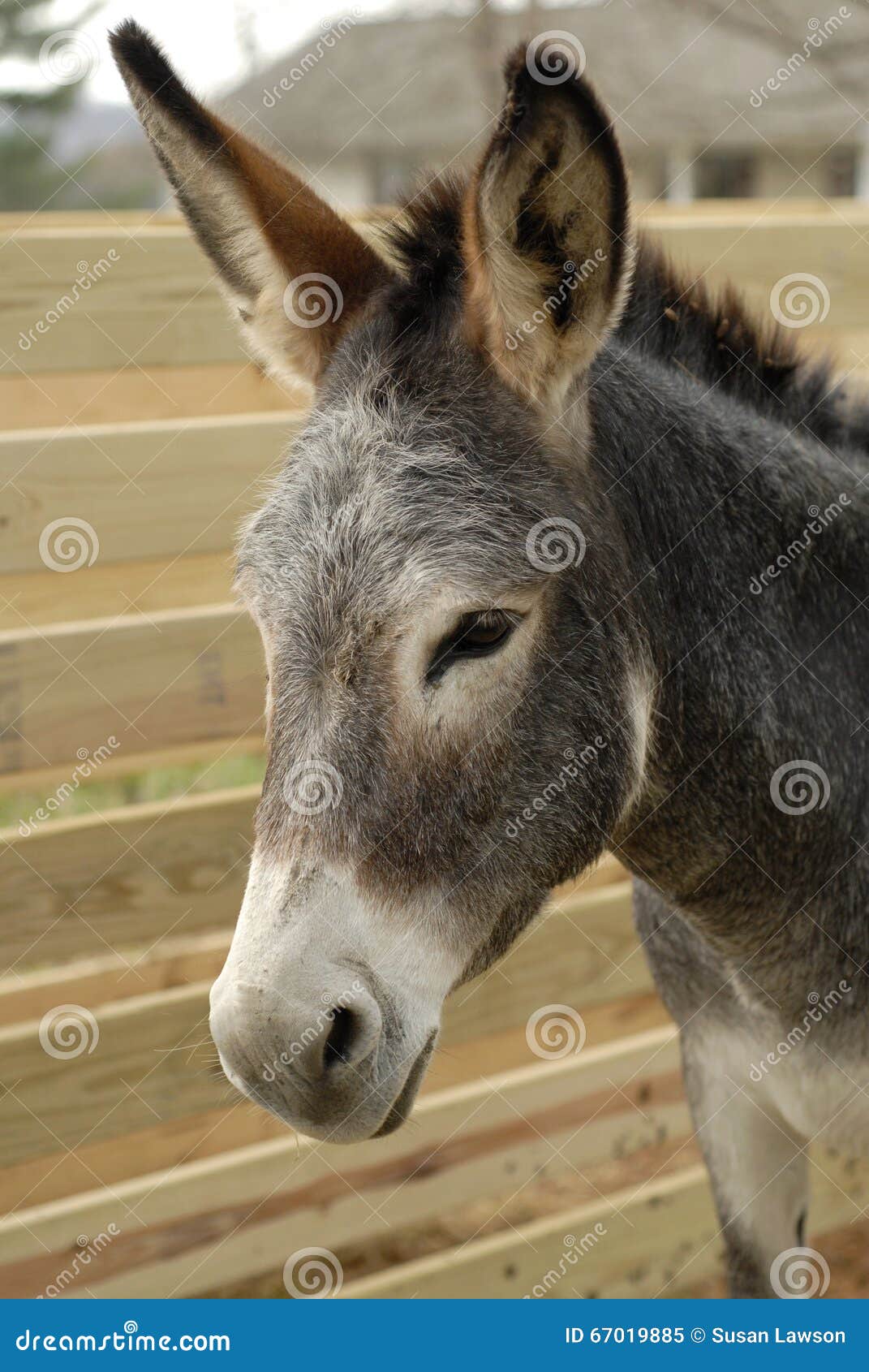 Friendly Donkey stock image. Image of friend, ears, friendly - 67019885