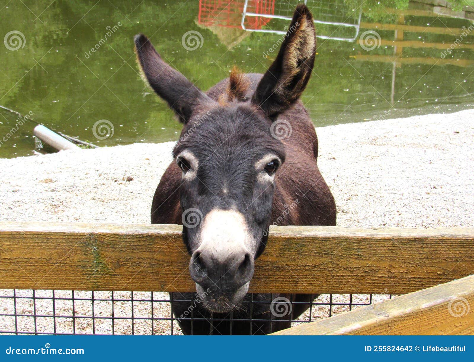 Friendly donkey stock photo. Image of pasture, stallion - 255824642