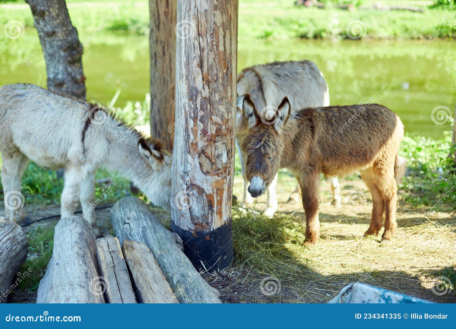 Friendly Donkey in the Paddock Being Social, Contact Farm Stock Image ...