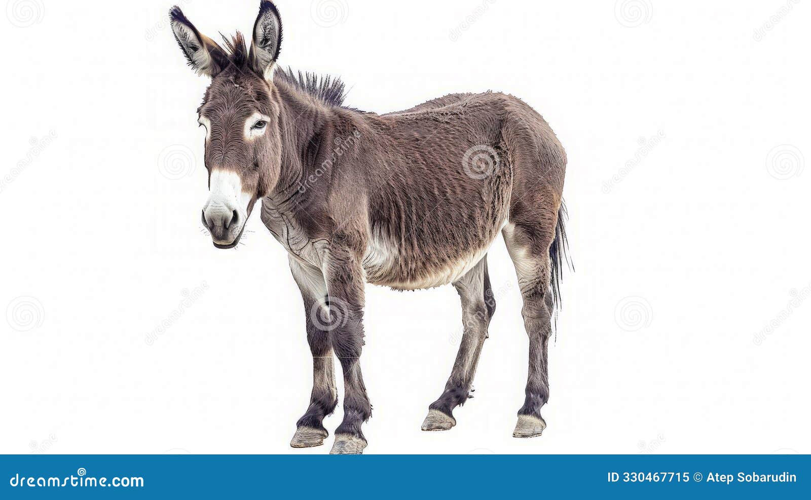 A Friendly Donkey stock image. Image of friendly, background - 330467715