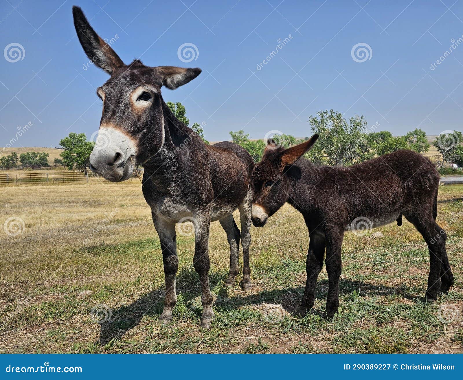 Friendly Donkeys stock image. Image of country, donkeys - 290389227