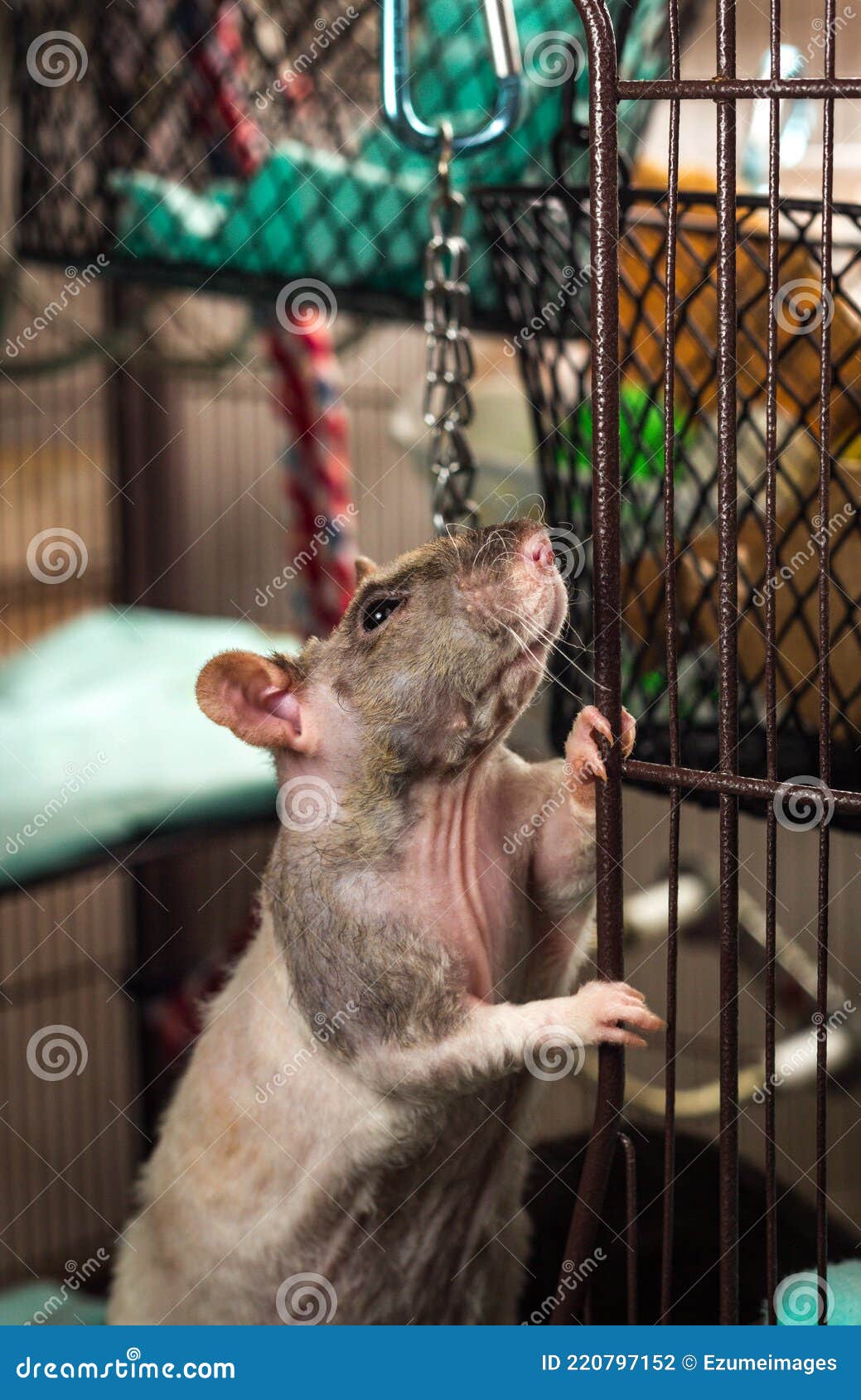 Patchwork Hairless Pet Rat stock photo. Image of rodent - 220797152