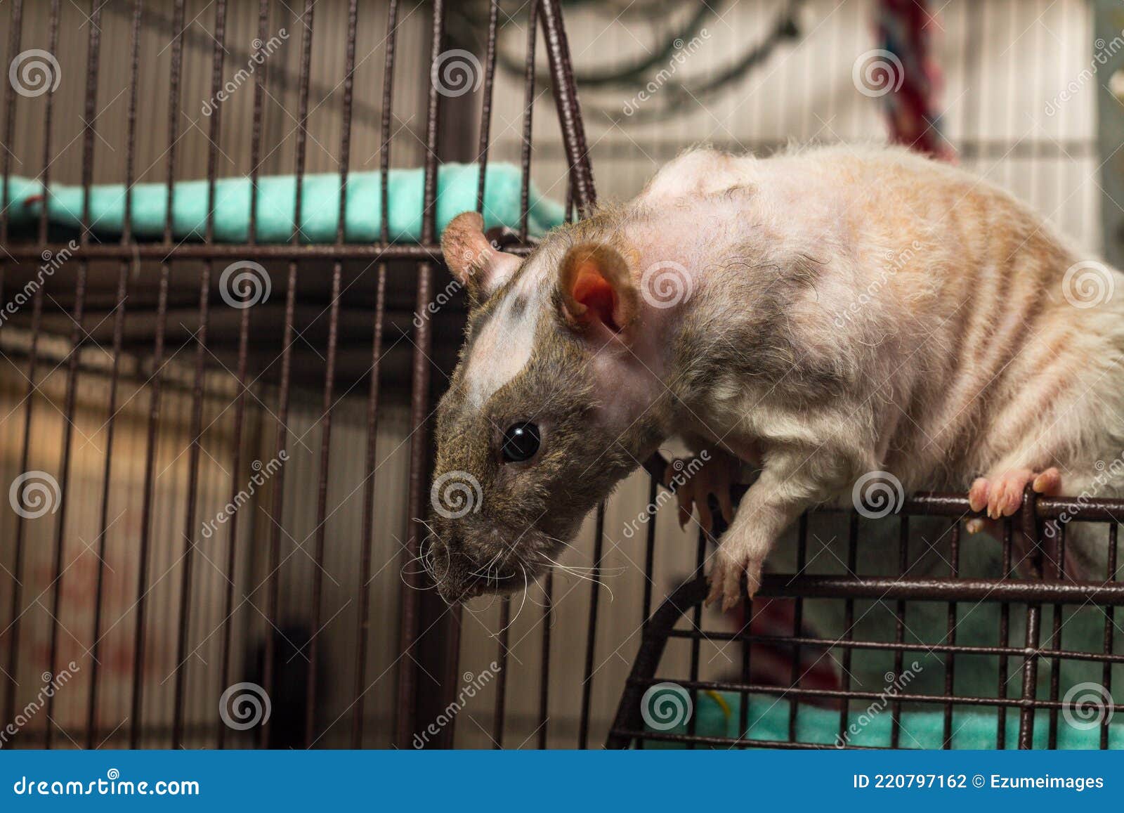 Patchwork Hairless Pet Rat stock photo. Image of domesticated - 220797162