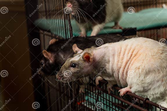 Patchwork Hairless Pet Rat stock image. Image of exploring - 220797183