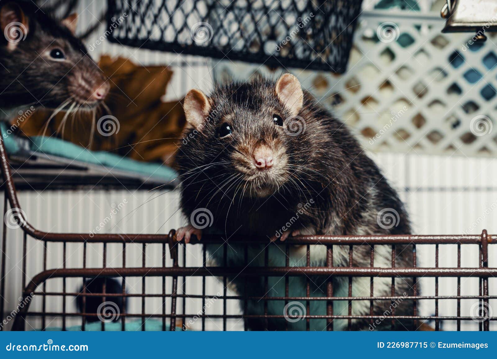 Patchwork Hairless Pet Rat stock image. Image of naked - 226987715