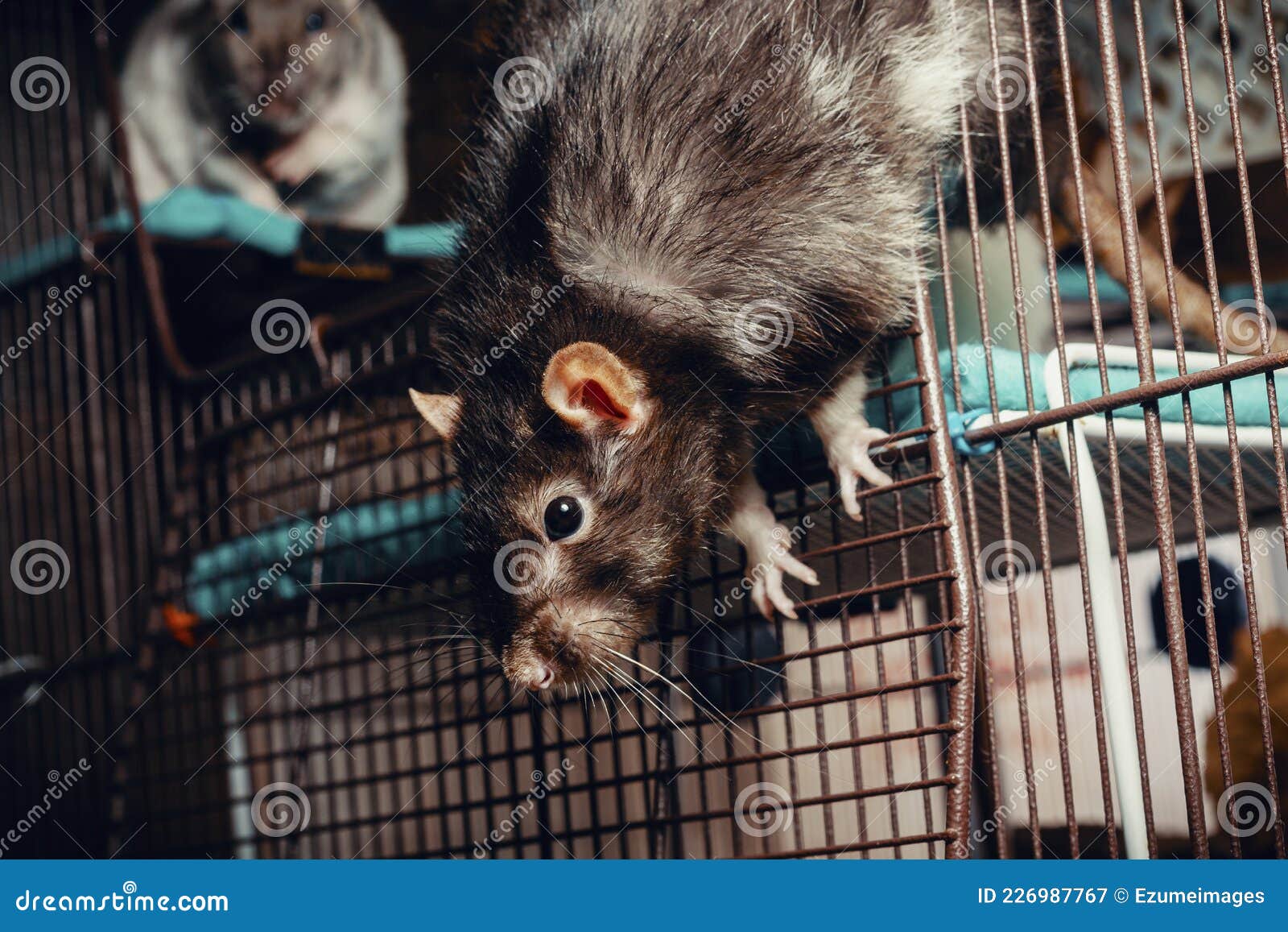 Patchwork Hairless Pet Rat stock image. Image of doublerex - 226987767