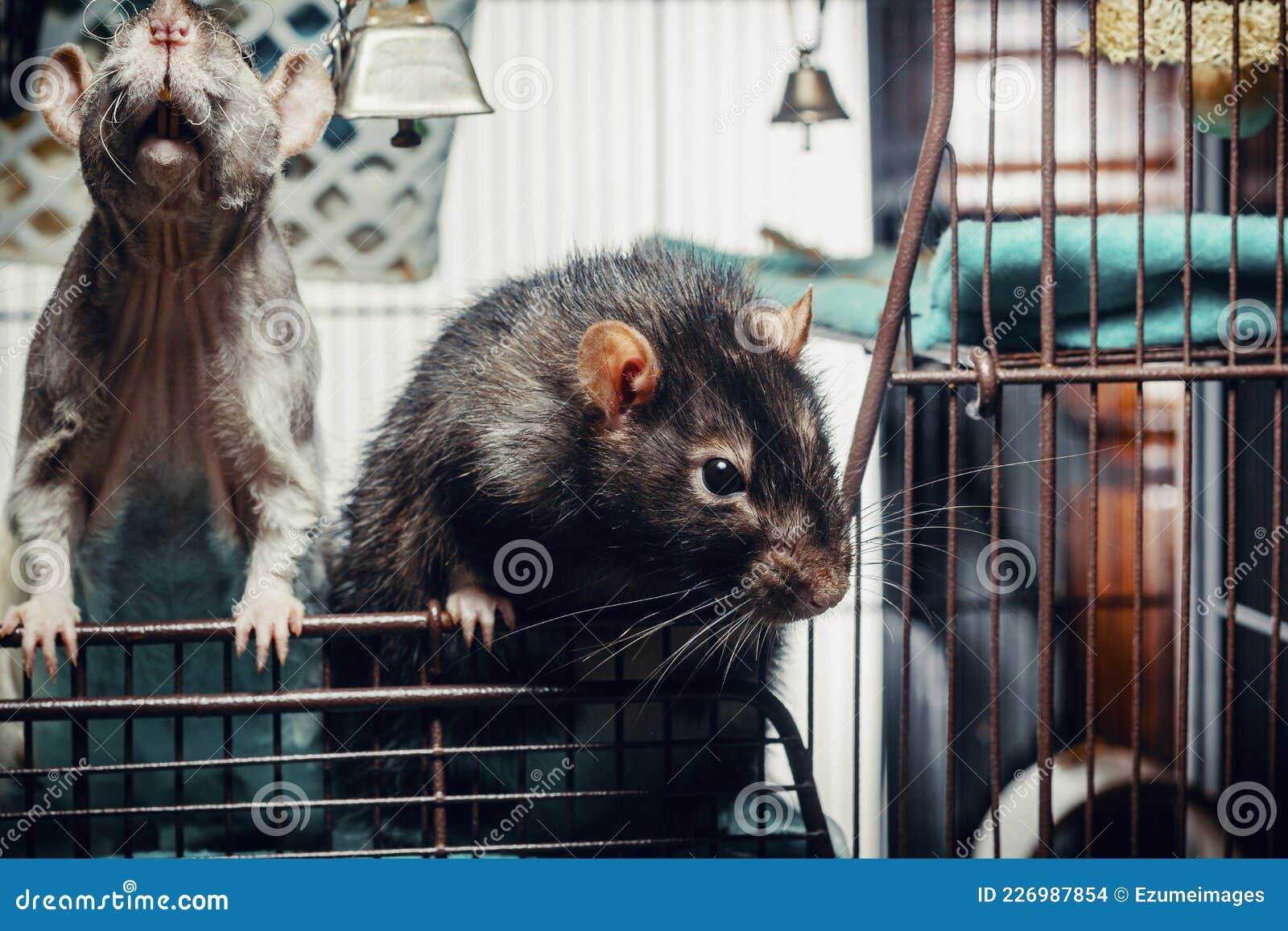 Patchwork Hairless Pet Rat stock photo. Image of norvegicus - 226987854