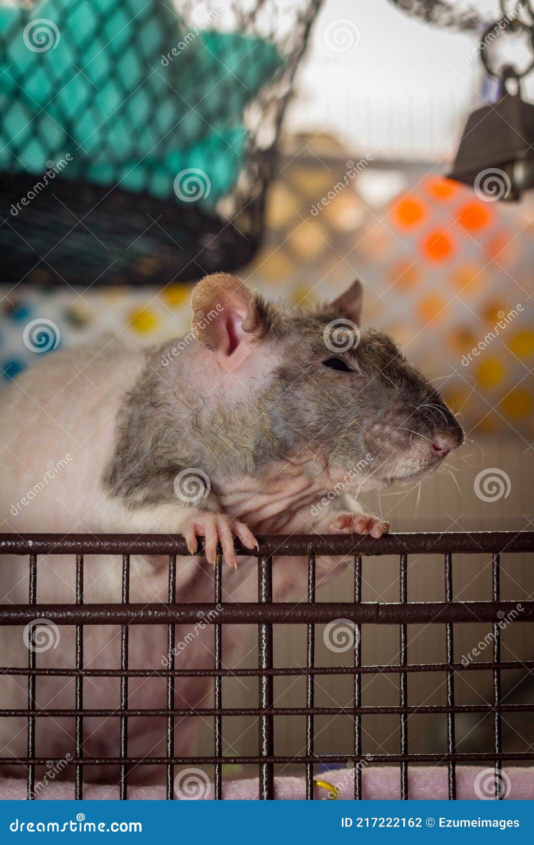 Patchwork Hairless Pet Rat stock photo. Image of concerned - 217222162
