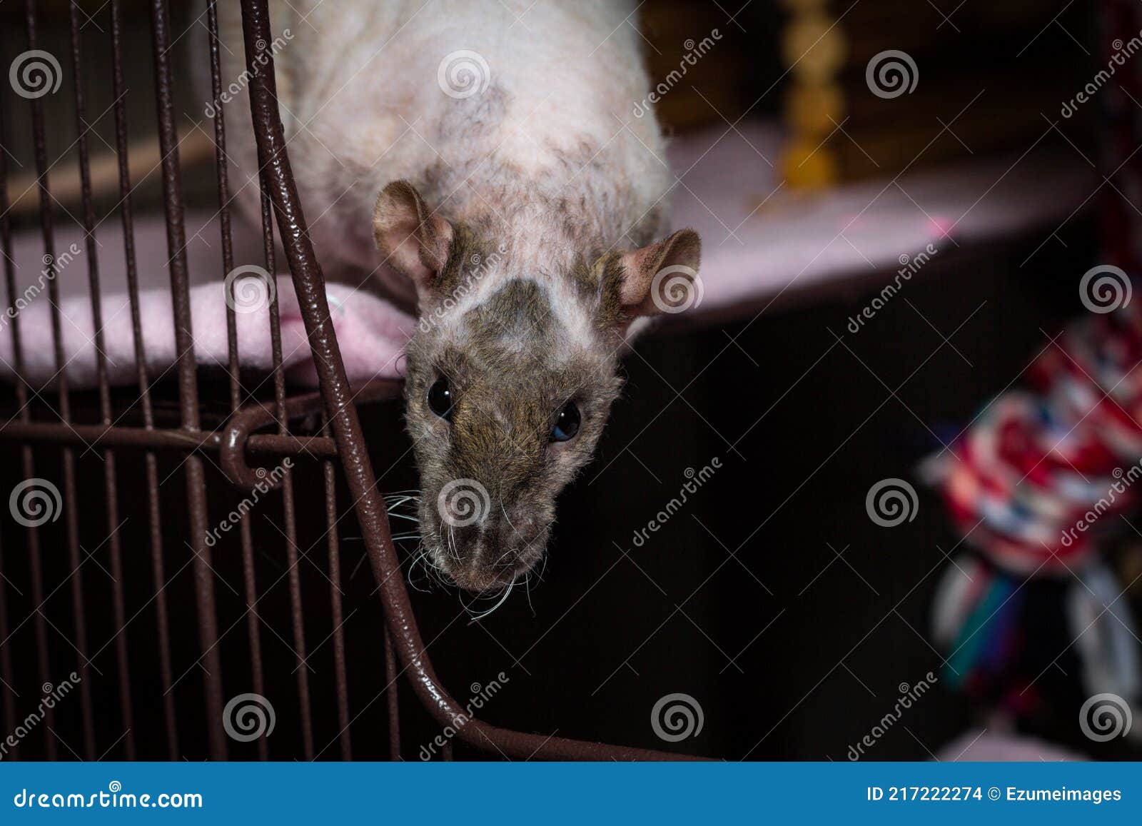 Patchwork Hairless Pet Rat stock photo. Image of friend - 217222274
