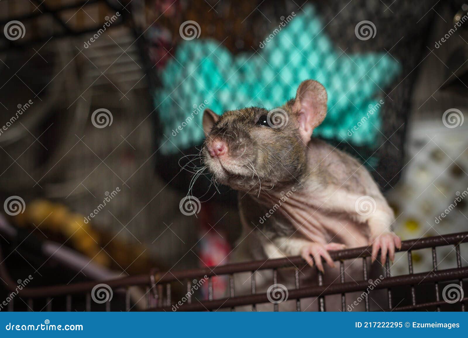 Patchwork Hairless Pet Rat stock image. Image of cage - 217222295