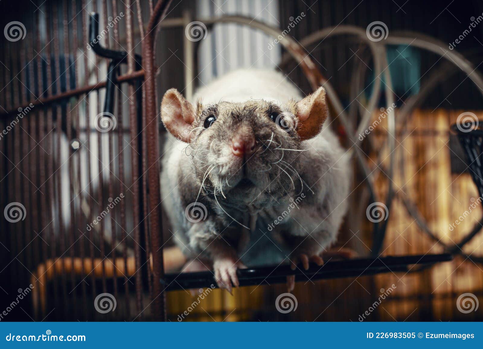 Patchwork Hairless Pet Rat stock image. Image of bars - 226983505