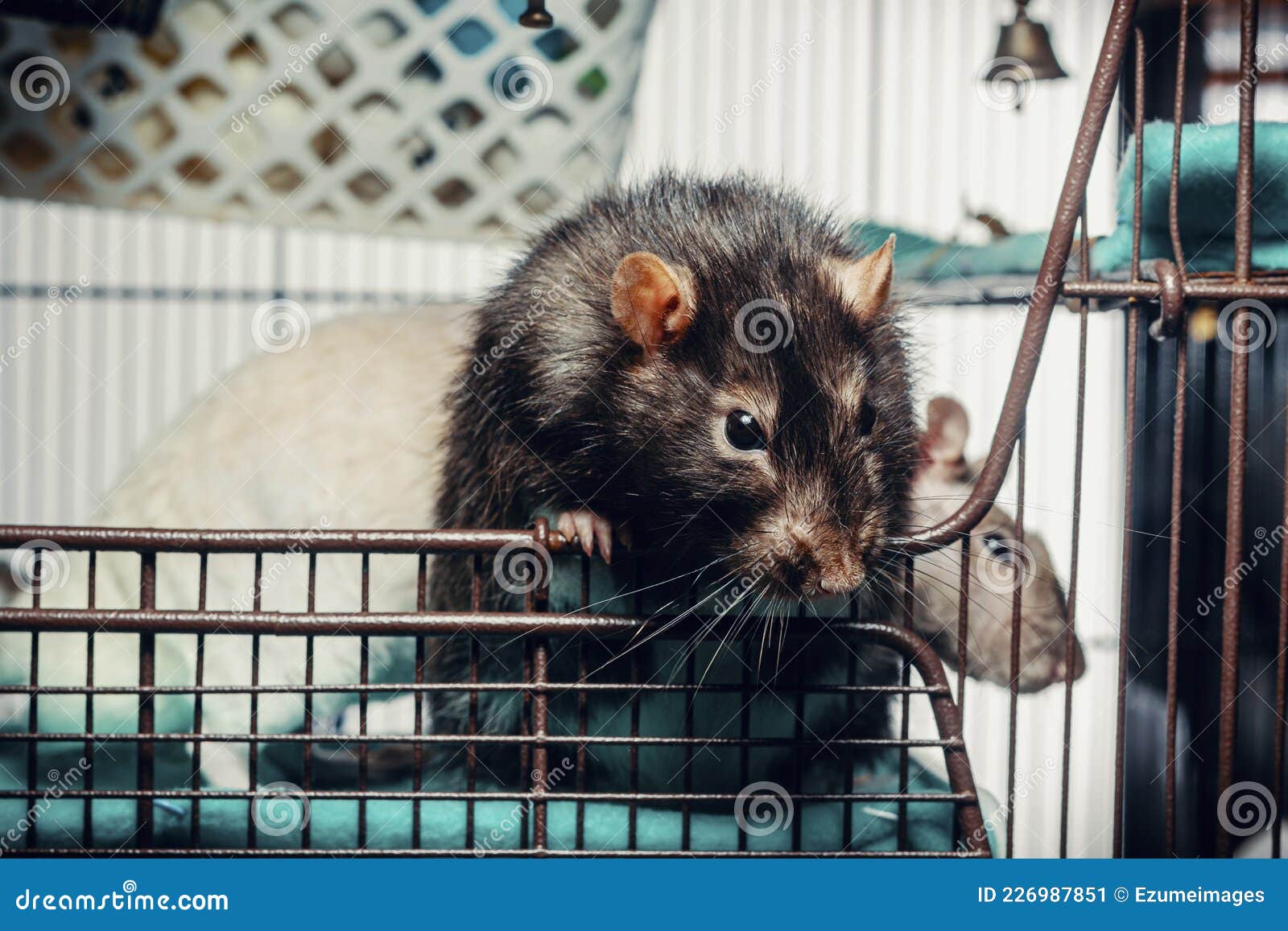 Patchwork Hairless Pet Rat stock image. Image of bald - 226987851