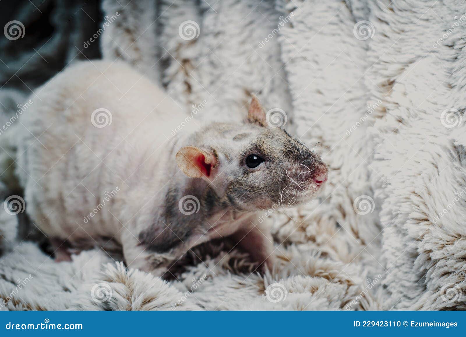 Patchwork Hairless Pet Rat stock photo. Image of curious - 229423110