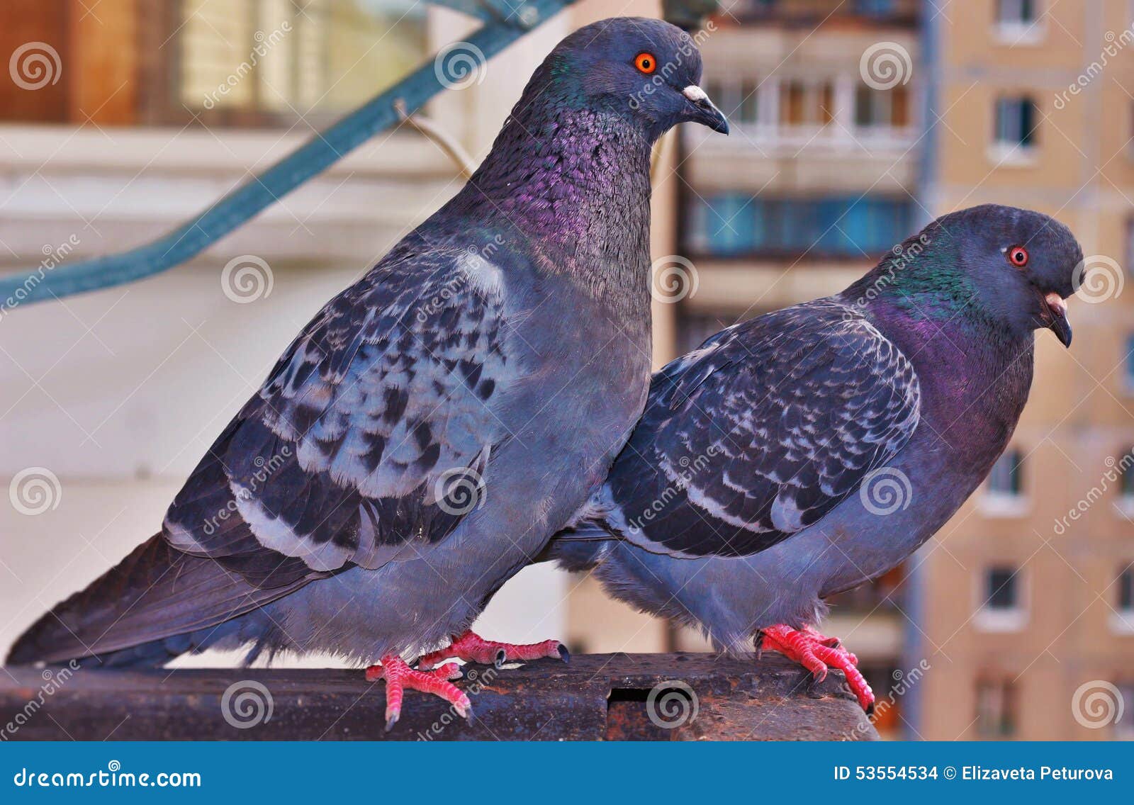 Friendly doves stock photo. Image of nature, tree, beautiful - 53554534