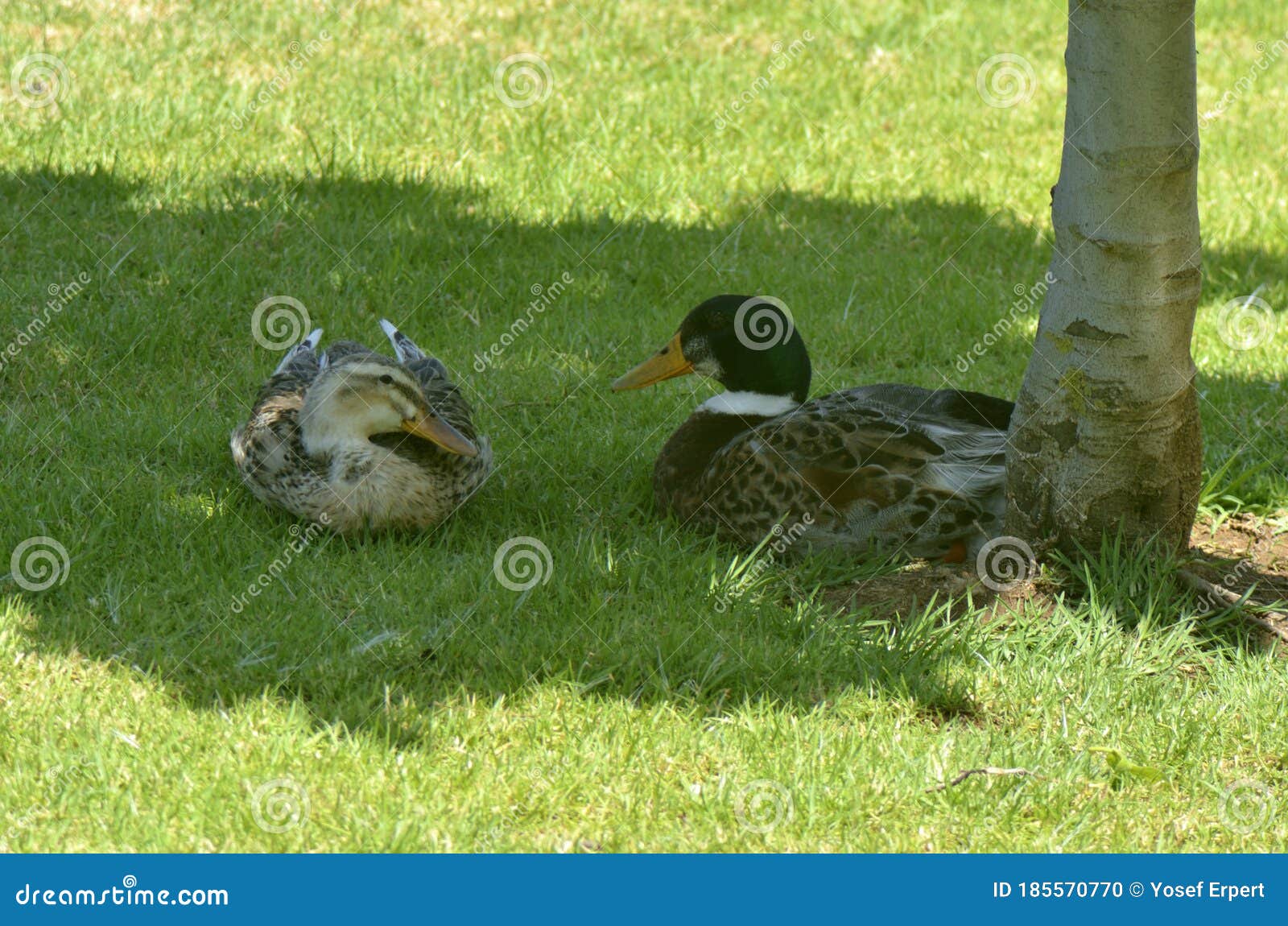 Friendly duck family stock photo. Image of family, animal - 185570770