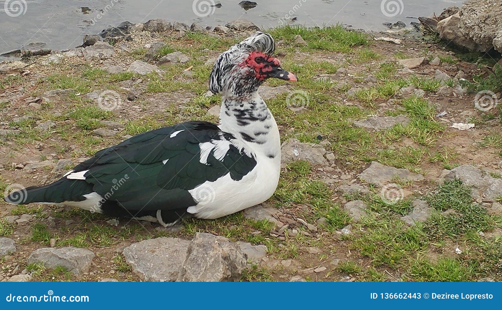 Chill bird stock image. Image of chill, duck, friendly - 136662443