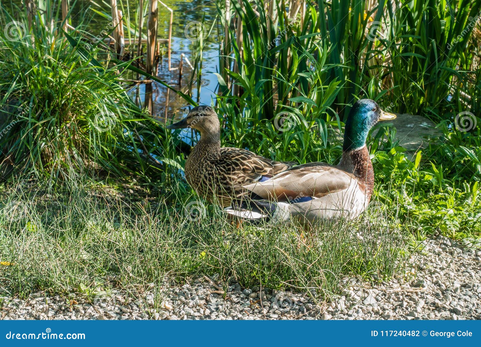 Friendly Ducks 2 stock photo. Image of outdoors, closeness - 117240482