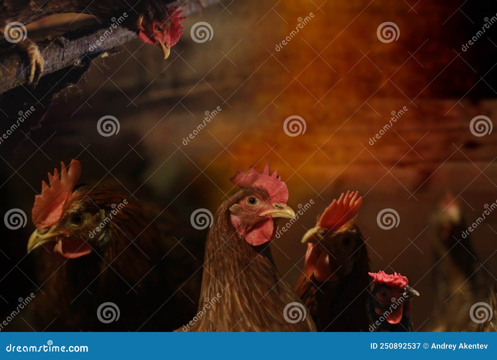 A Friendly Family of Chickens. Stock Image - Image of rooster, chic ...
