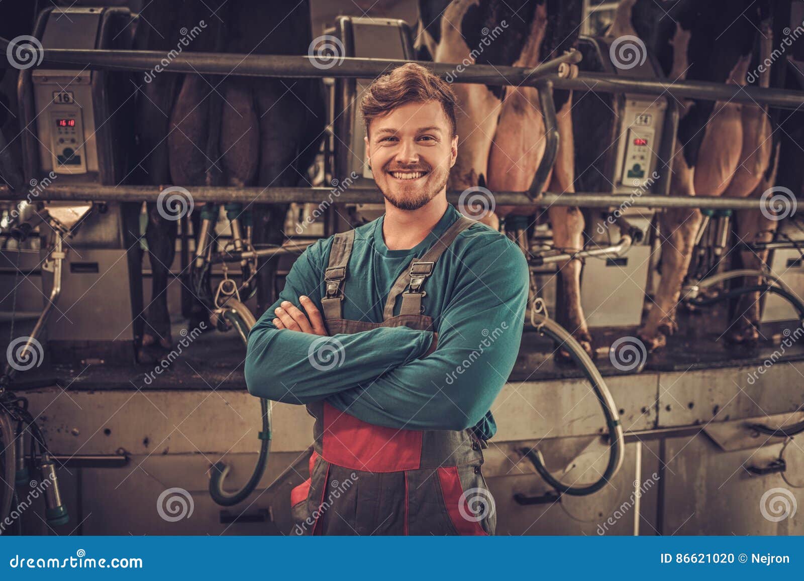 Friendly Farmer Milking Cows at Dairy Farm Stock Photo - Image of dairy ...