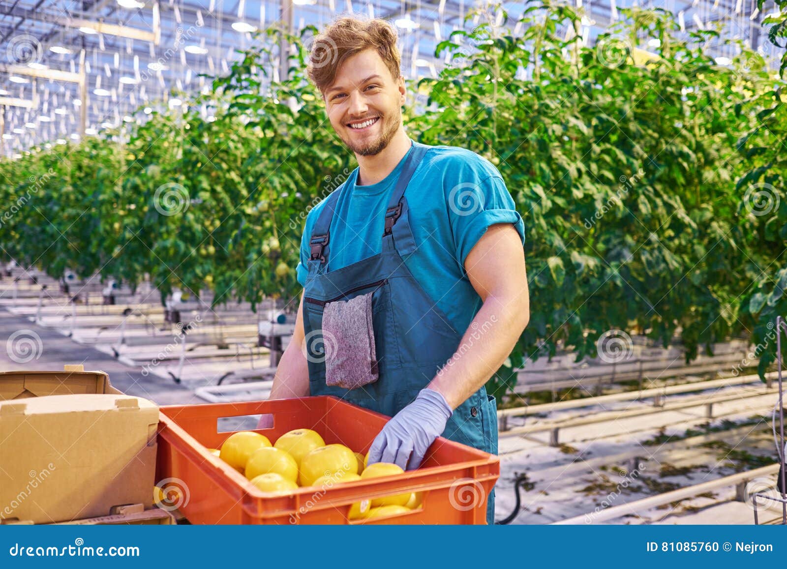 Friendly Farmer at Work in Greenhouse. Stock Photo - Image of growth ...