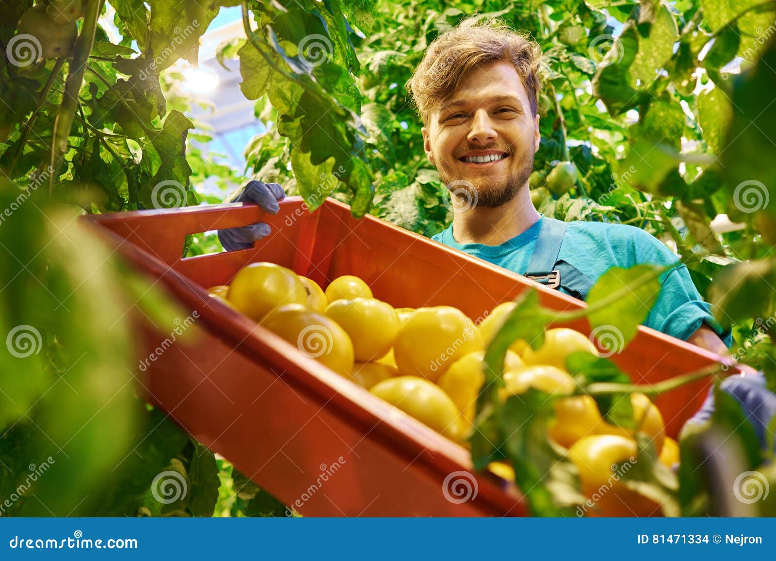 Friendly Farmer at Work in Greenhouse Stock Photo - Image of business ...