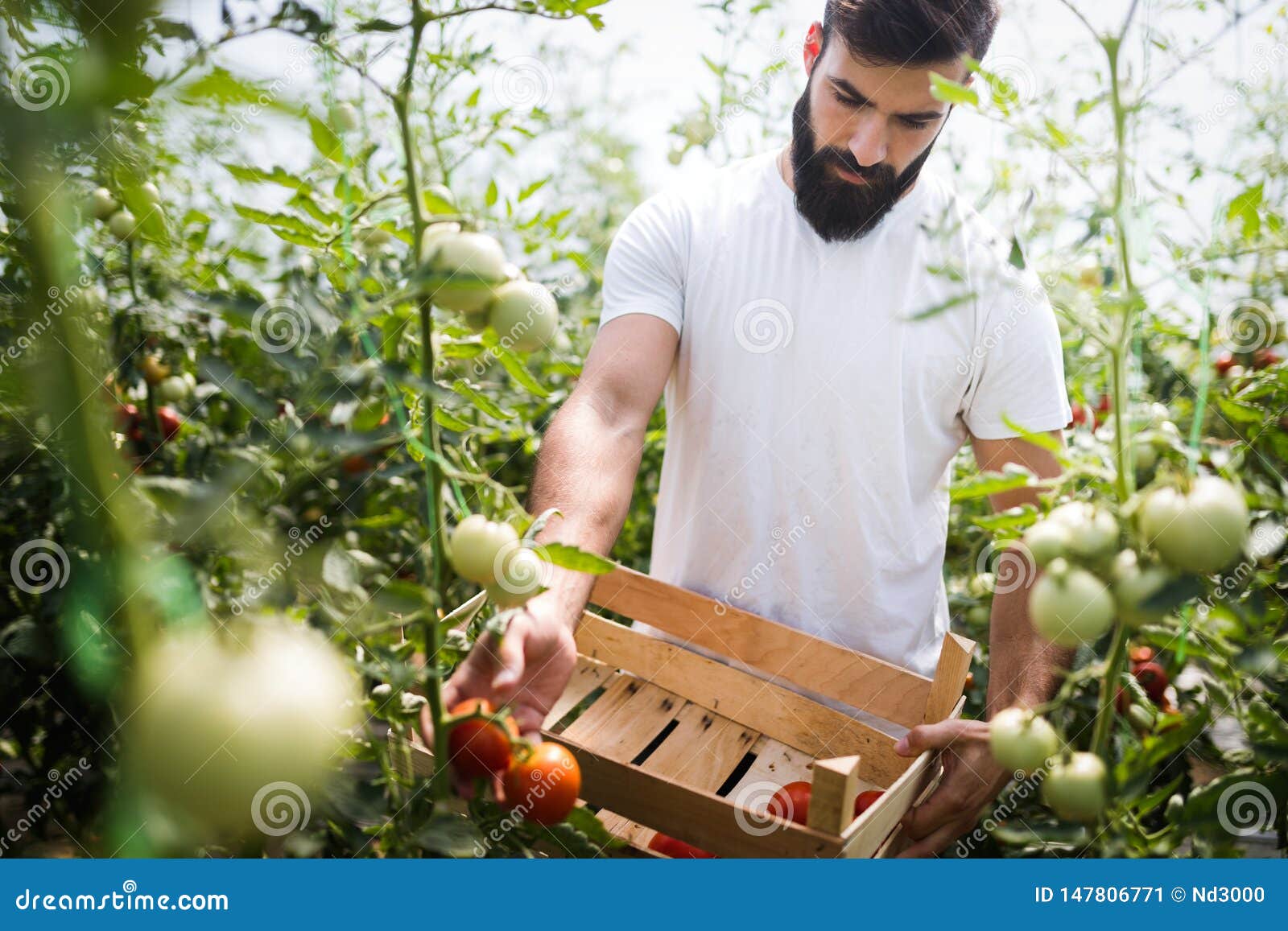 Friendly Farmer at Work in Greenhouse Stock Image - Image of friendly ...