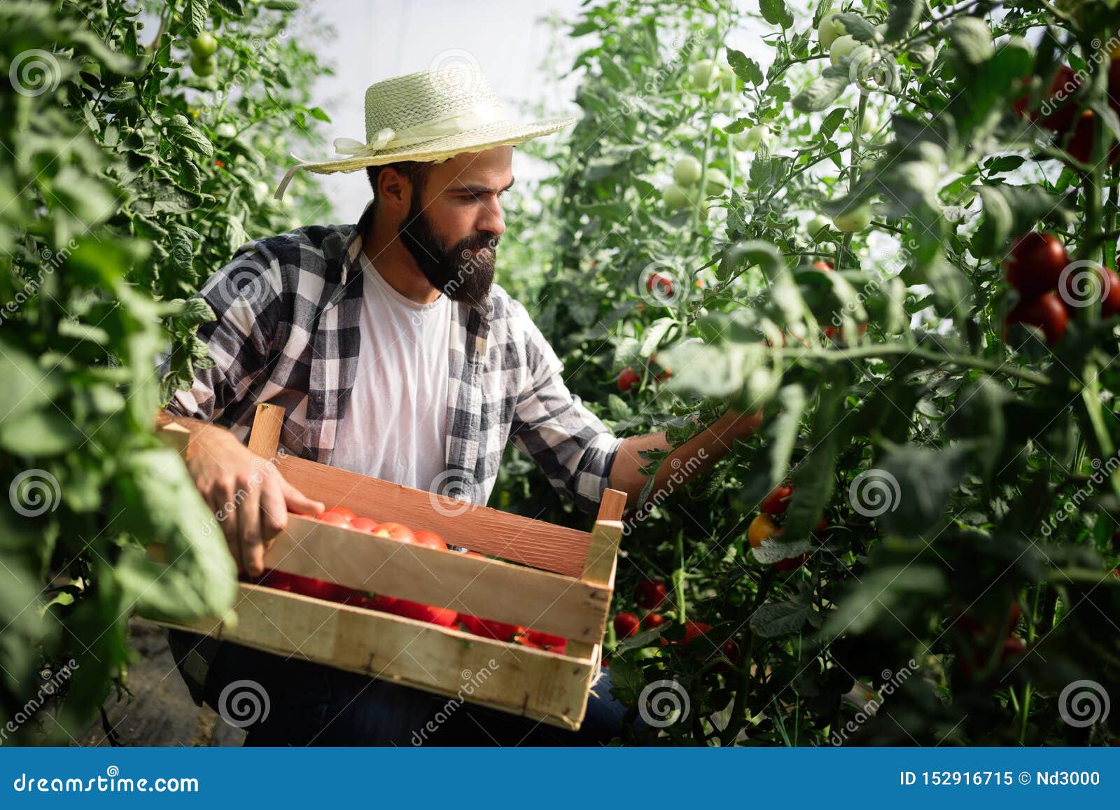 Friendly Farmer at Work in Greenhouse Stock Image - Image of garden ...