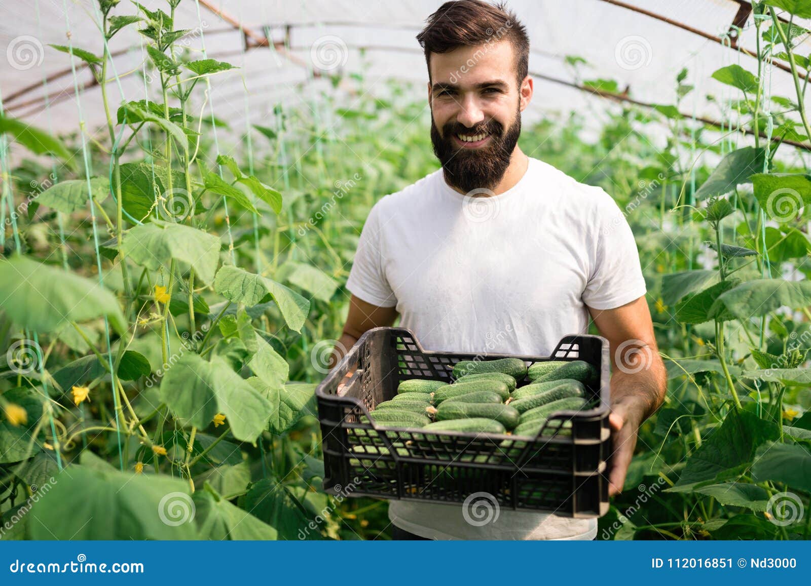 Friendly Farmer at Work in Greenhouse Stock Image - Image of greenhouse ...