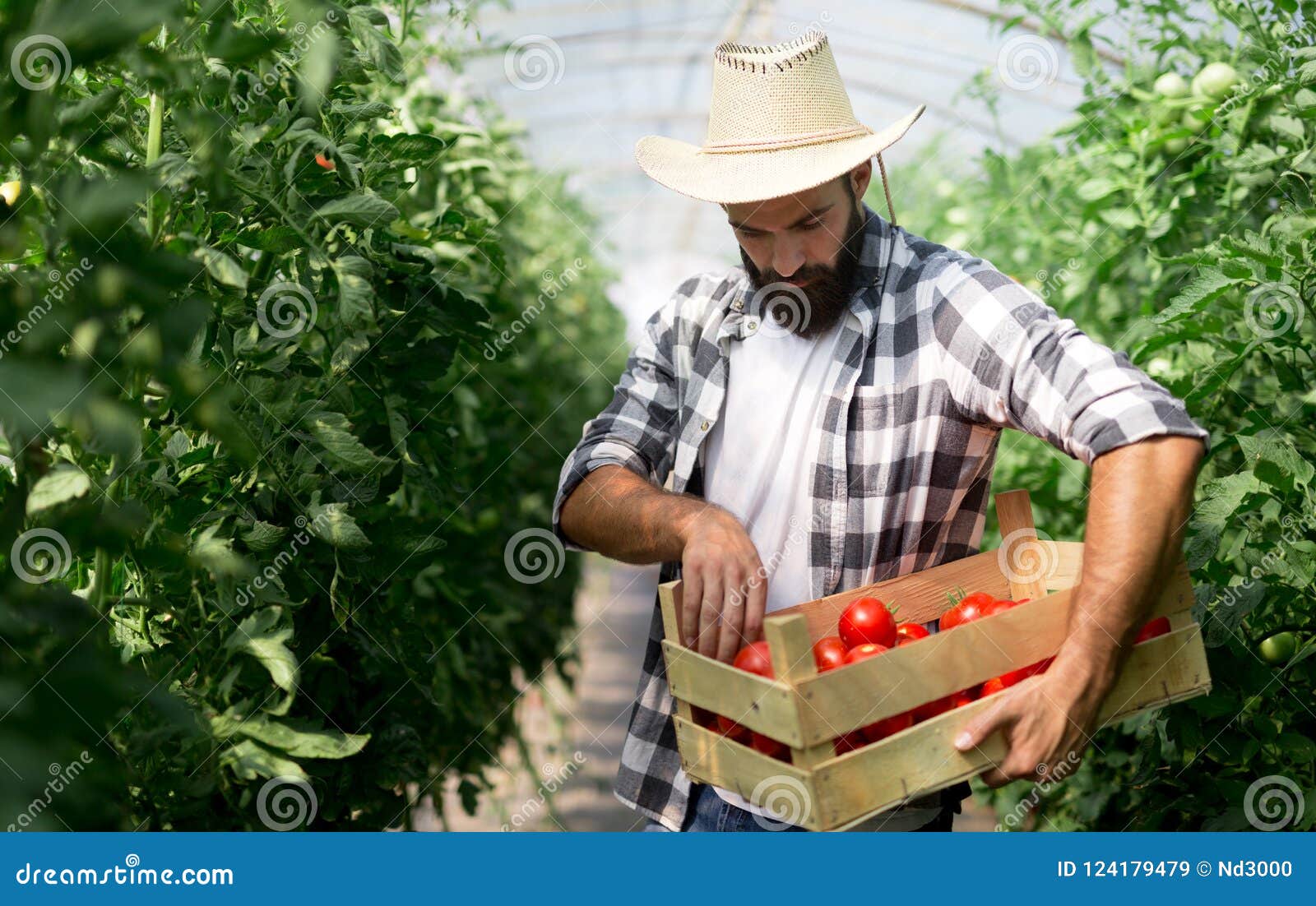 Friendly Farmer at Work in Greenhouse Stock Image - Image of healthy ...