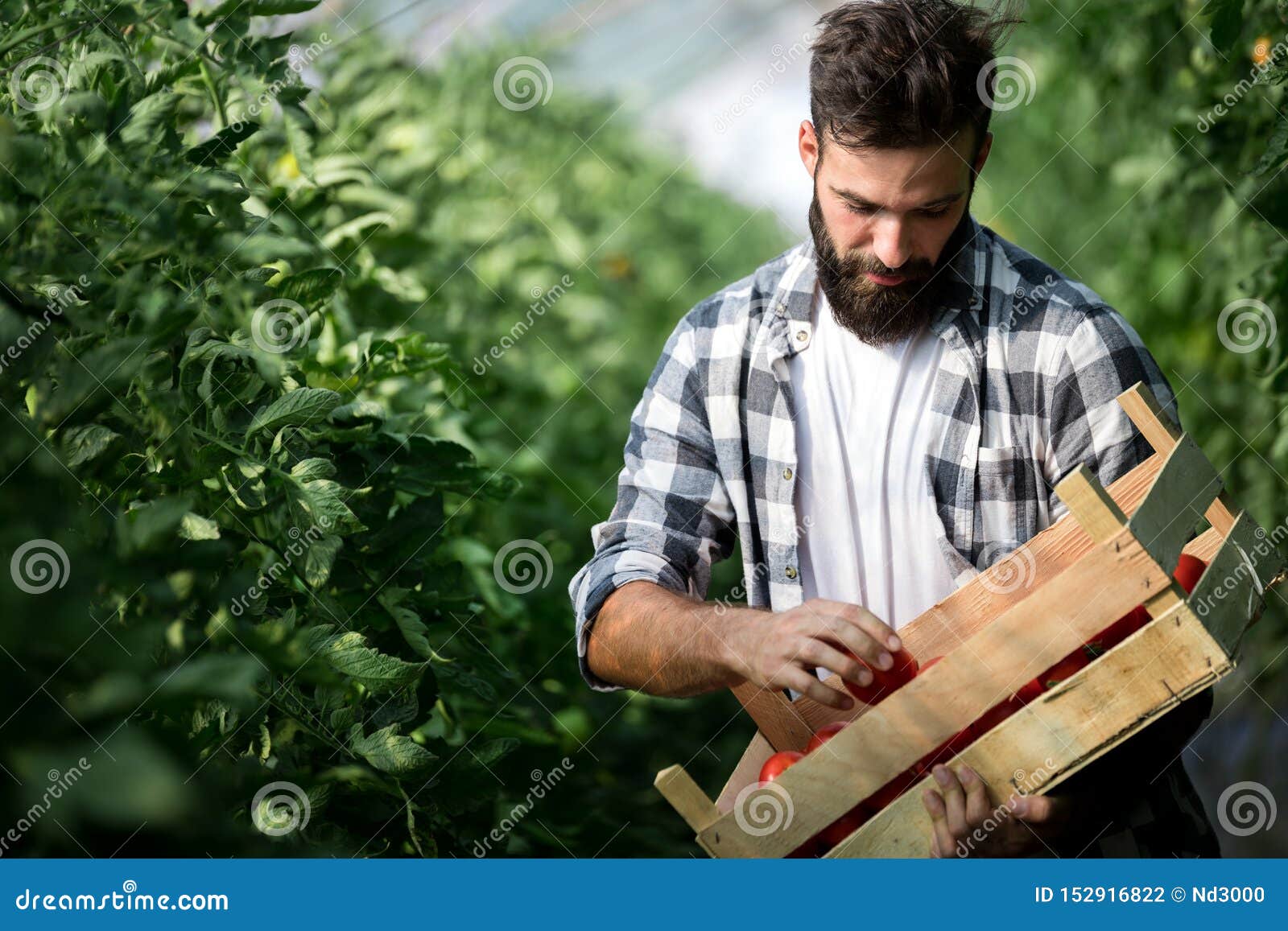 Friendly Farmer at Work in Greenhouse Stock Photo - Image of friendly ...