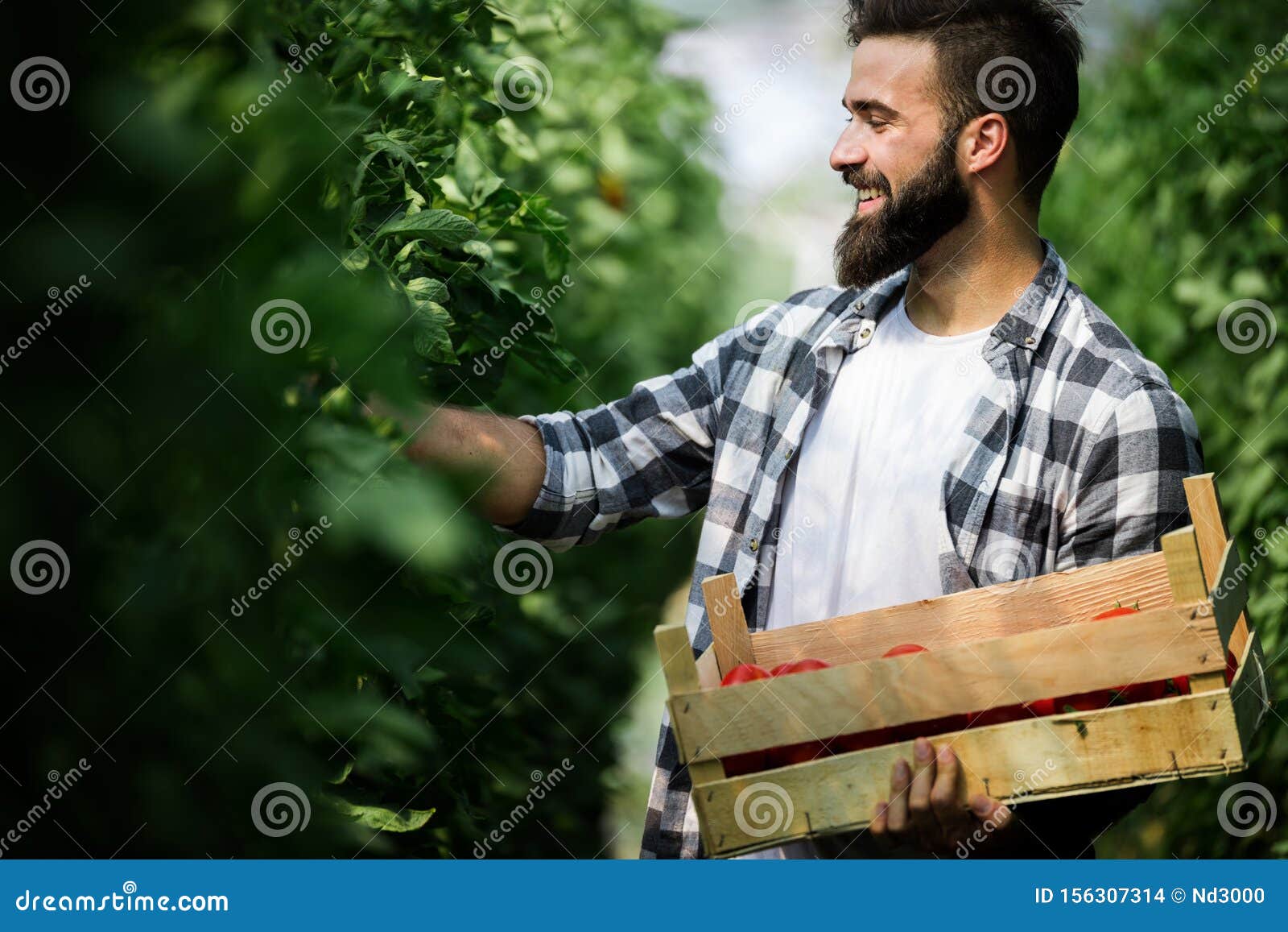 Friendly Farmer at Work in Greenhouse Stock Photo - Image of growth ...