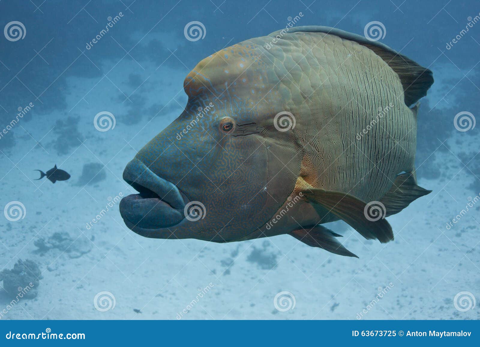 Friendly fish napoleon stock image. Image of deep, scuba - 63673725