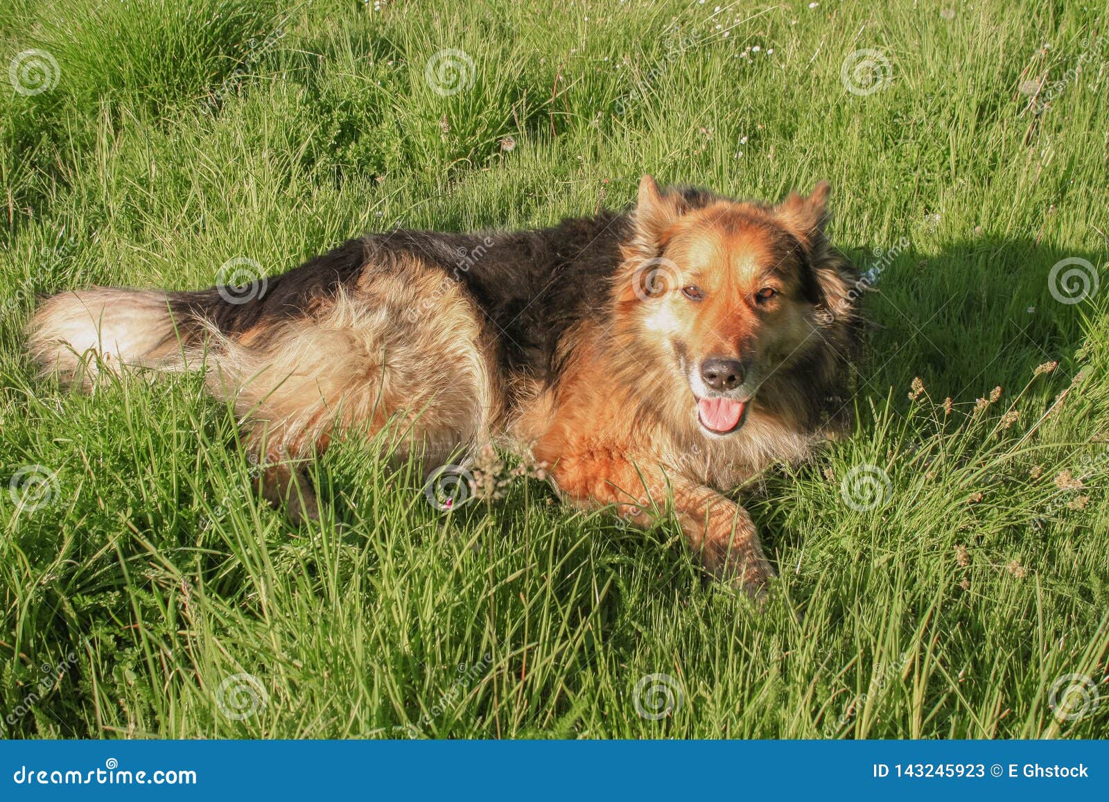 Friendly German Shepherd Dog Lying on the Grass Stock Image - Image of ...
