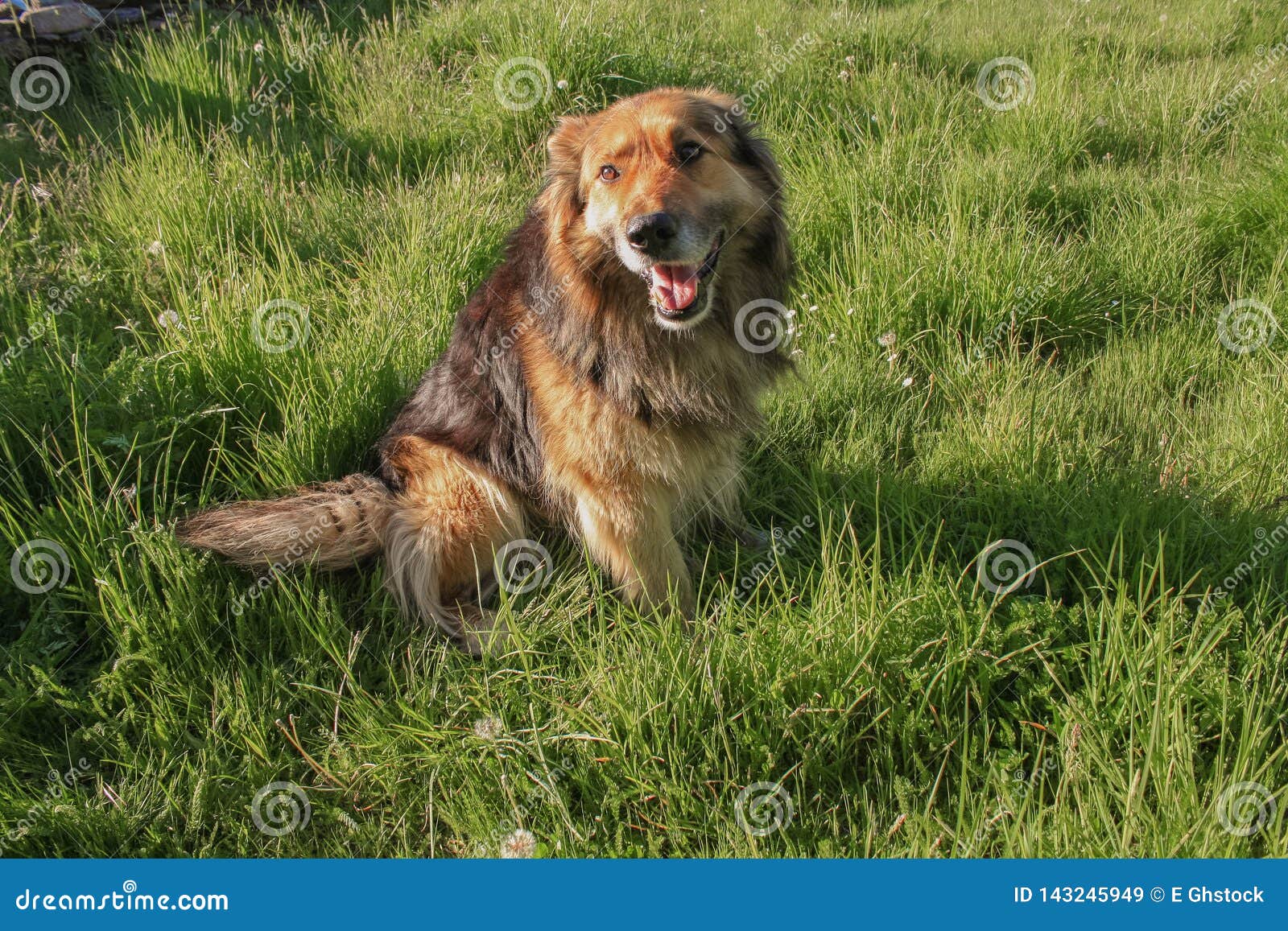 Friendly German Shepherd Dog Sitting on the Grass Stock Image - Image ...