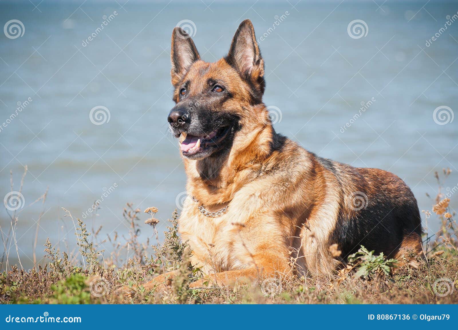 Friendly German Shepherd Lying in the Dry Grass on the Beach Stock ...