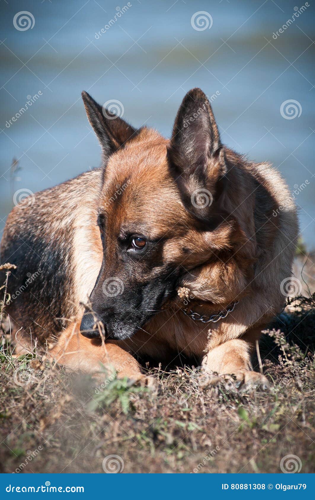 Friendly German Shepherd Lying in the Dry Grass on the Beach Stock ...