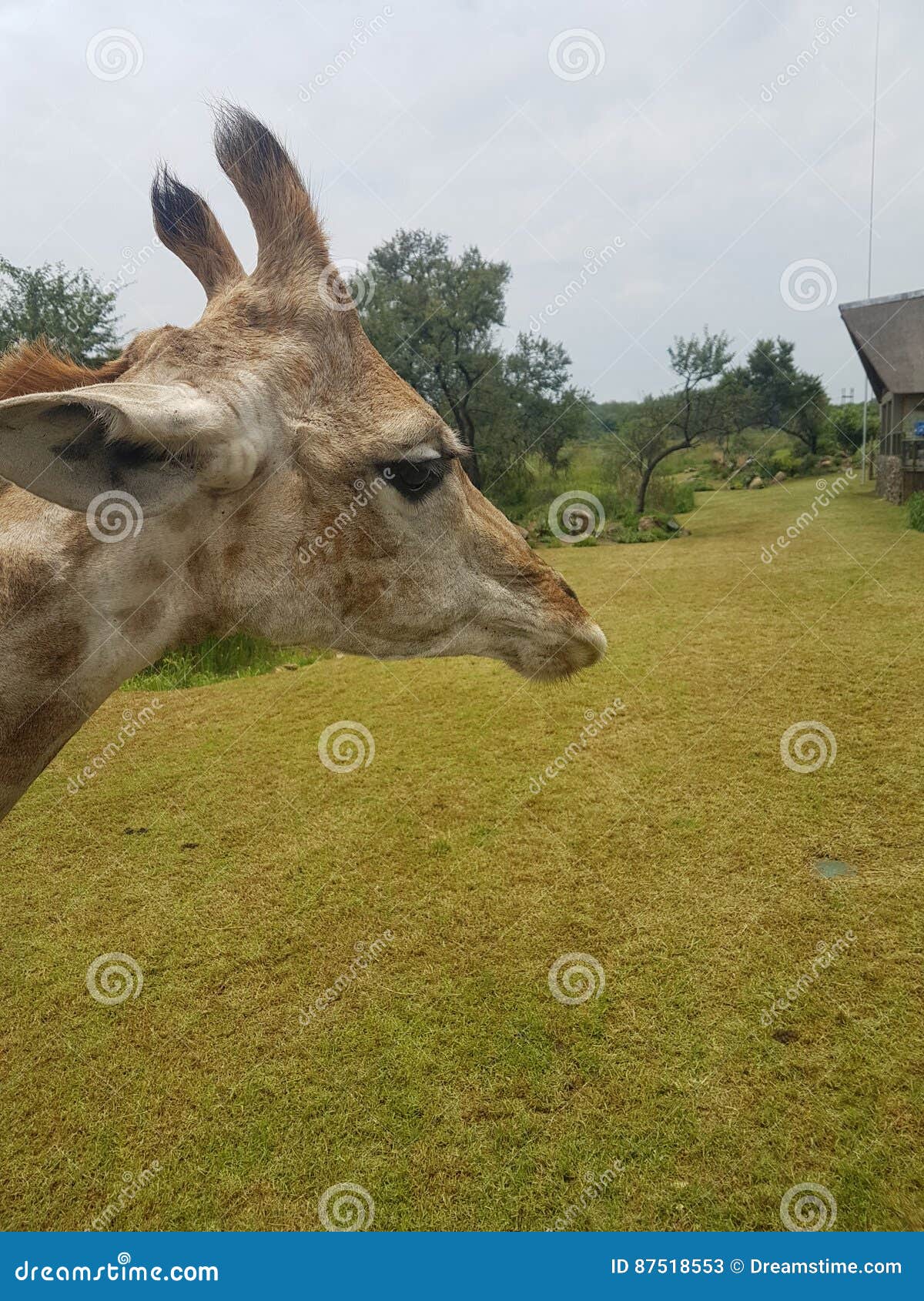 Friendly giraffe stock image. Image of friendly, south - 87518553