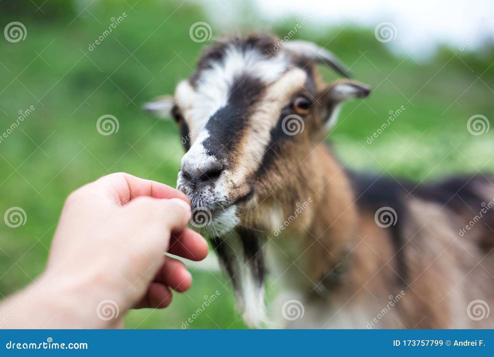 Friendly Goat in Green Meadow. Stock Image - Image of livestock, horn ...