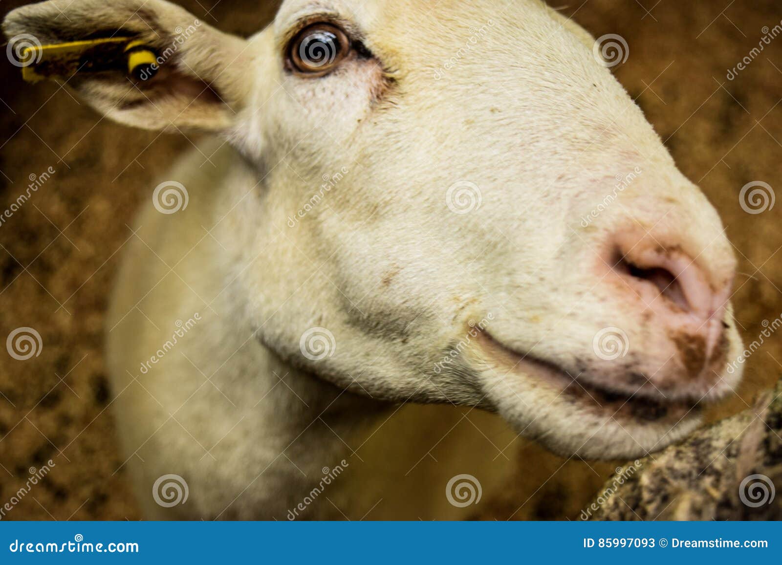 Friendly goat smile stock image. Image of smiling, cute - 85997093
