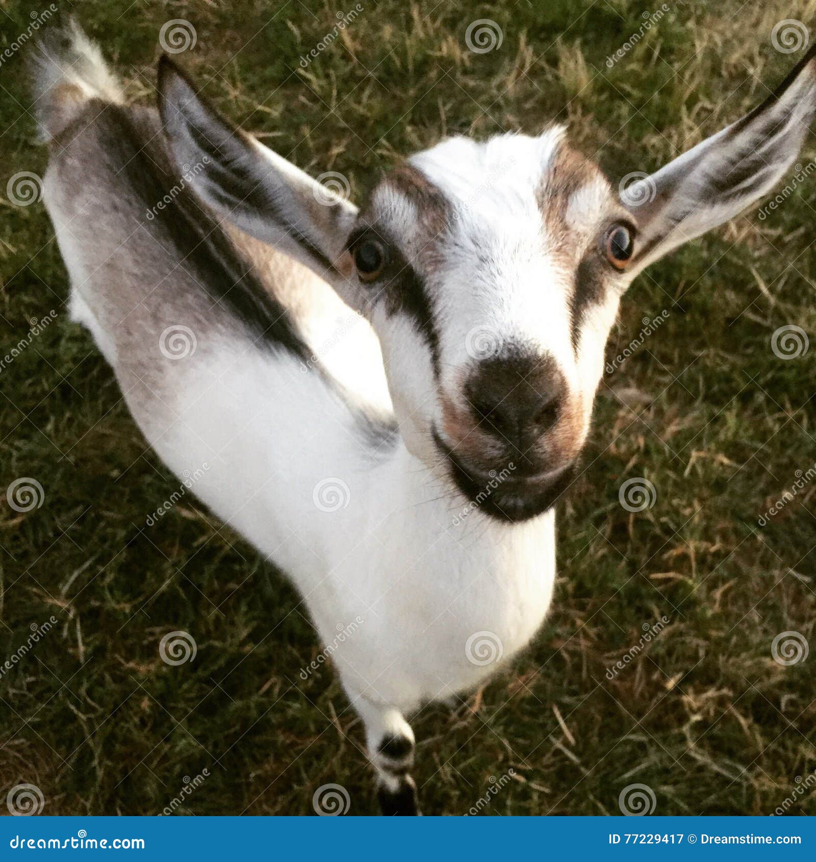 A friendly goat stock image. Image of goat, friendly - 77229417