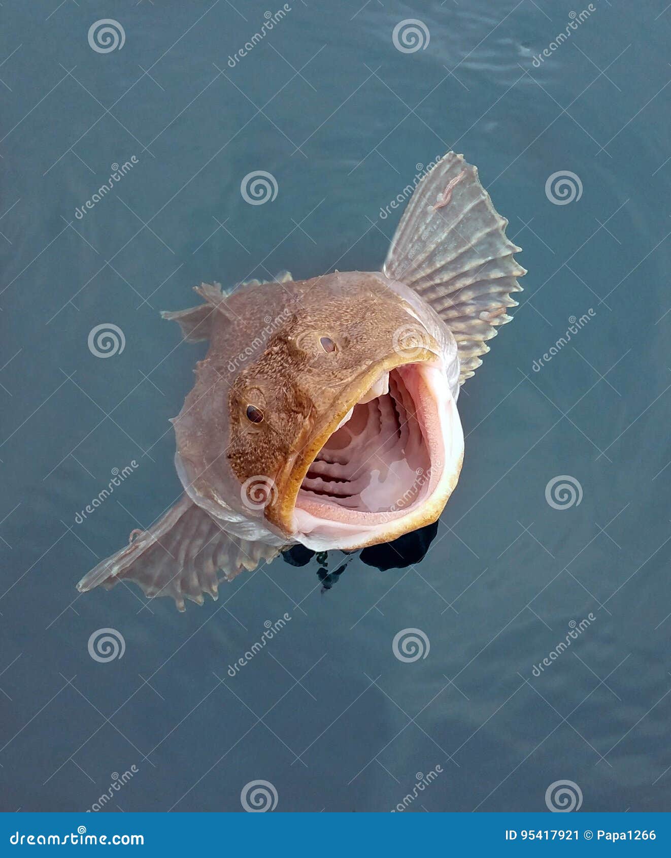 Friendly Goby smiling stock image. Image of goby, swim - 95417921