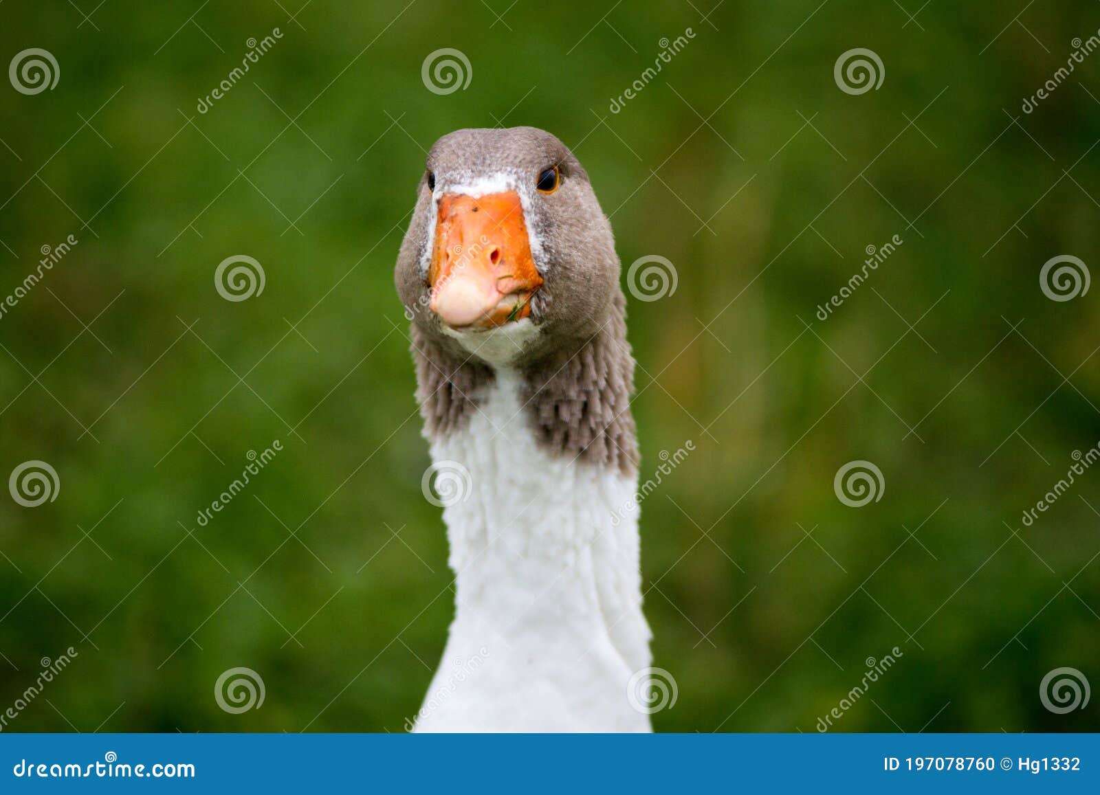 A Friendly Goose Looking at You Stock Photo - Image of closeup, neck ...