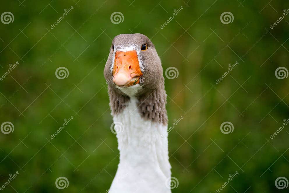 A Friendly Goose Looking at You Stock Photo - Image of closeup, neck ...