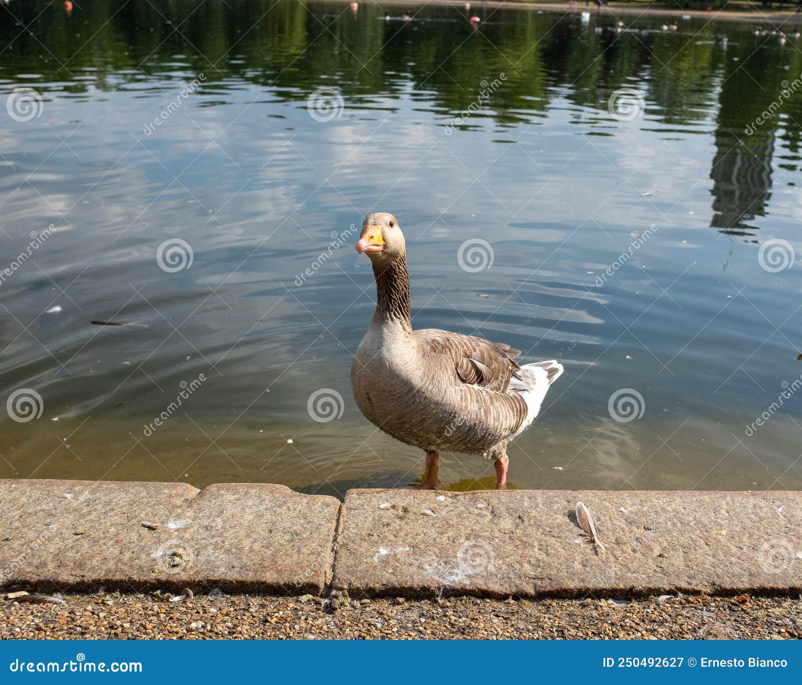 A Friendly Goose Staring at the Camera, Hyde Park Stock Image - Image ...