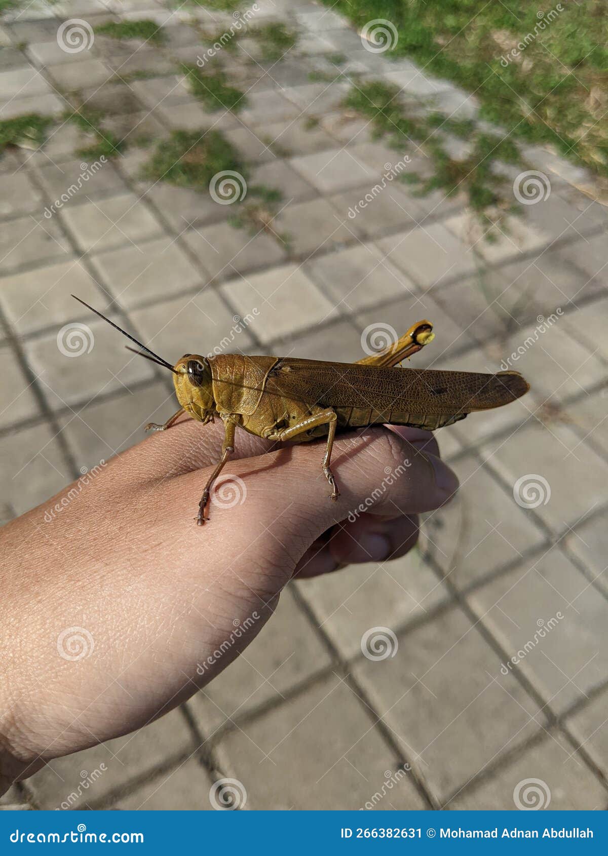 The Friendly Grasshopper Interacts with People in the Garden Stock ...